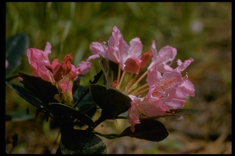 Pacific rhododendron (Carkeek Park, NW Seattle) · iNaturalist