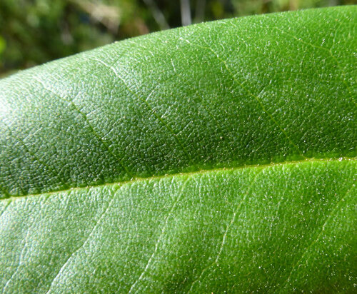 Pacific rhododendron (Carkeek Park, NW Seattle) · iNaturalist