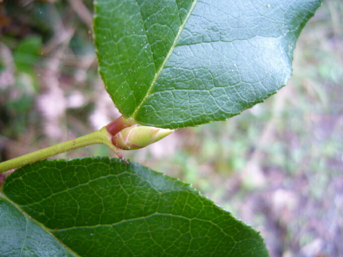 salal (Carkeek Park, NW Seattle) · iNaturalist