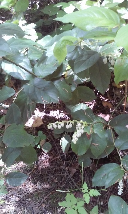 salal (Carkeek Park, NW Seattle) · iNaturalist