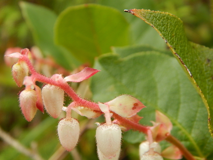 salal (Carkeek Park, NW Seattle) · iNaturalist