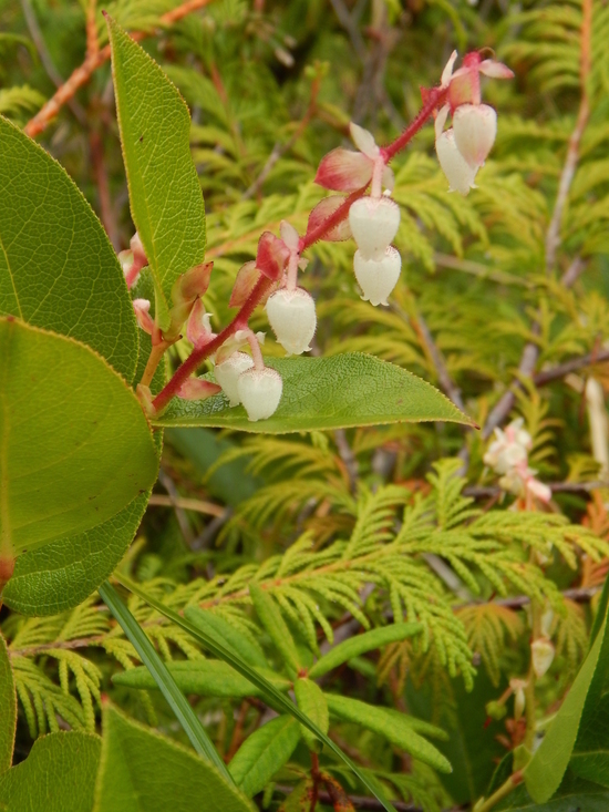 salal (Carkeek Park, NW Seattle) · iNaturalist