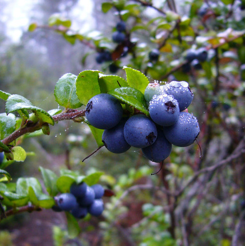 Evergreen Huckleberry (Carkeek Park, NW Seattle) · iNaturalist