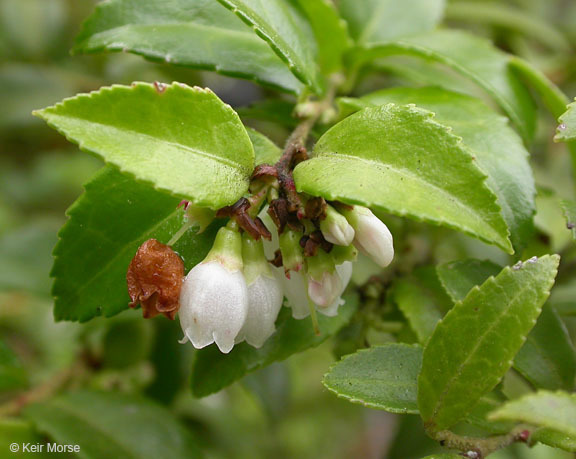 Evergreen Huckleberry (Carkeek Park, NW Seattle) · iNaturalist