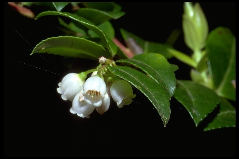Evergreen Huckleberry (Carkeek Park, NW Seattle) · iNaturalist