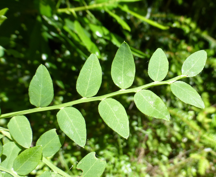 Red Huckleberry (Carkeek Park, NW Seattle) · iNaturalist
