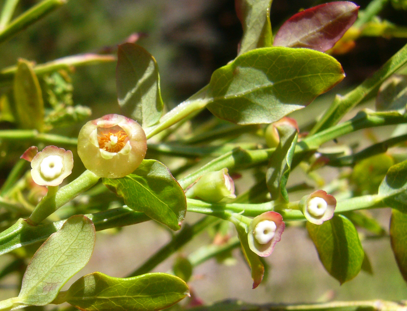 Red Huckleberry (Carkeek Park, NW Seattle) · iNaturalist