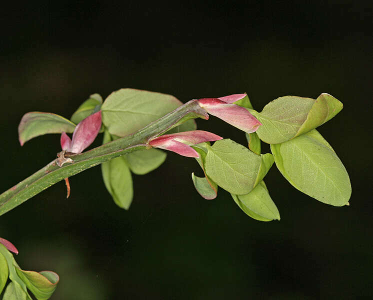 Red Huckleberry (Carkeek Park, NW Seattle) · iNaturalist