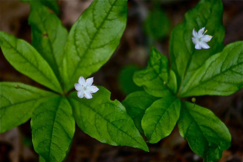 Trientalis latifolia (Carkeek Park, NW Seattle) · iNaturalist