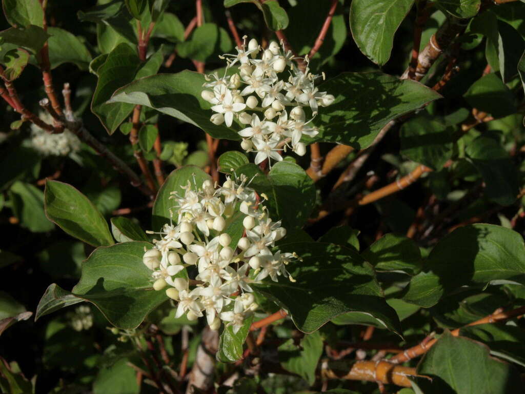 Cornus stolonifera (Carkeek Park, NW Seattle) · iNaturalist