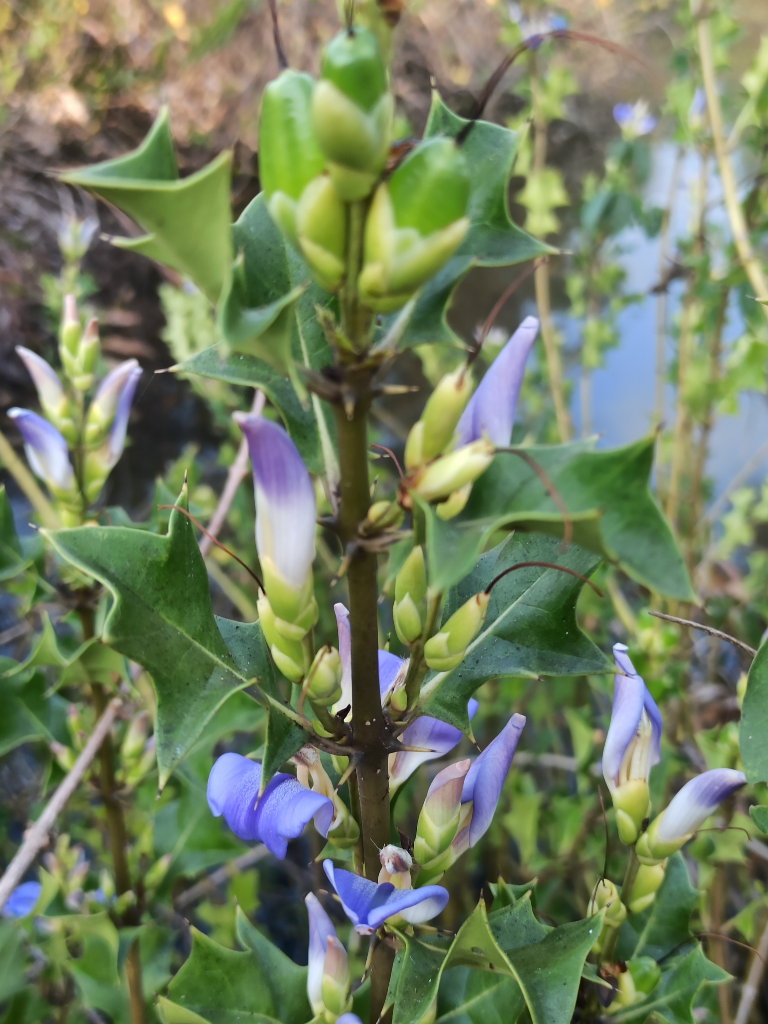 Acanthus ilicifolius L.