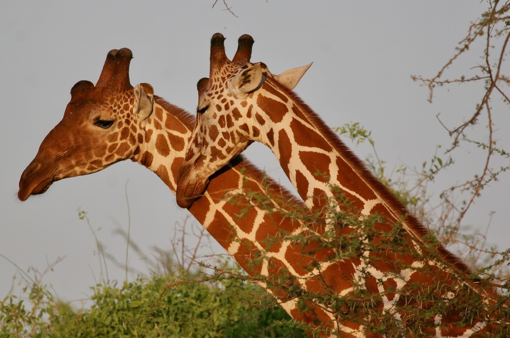 Giraffes and Okapi (Giraffidae) - Know Your Mammals
