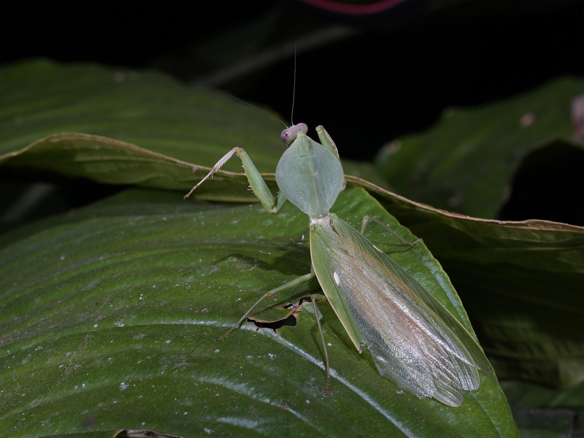 Rhombodera latipronotum Zhang