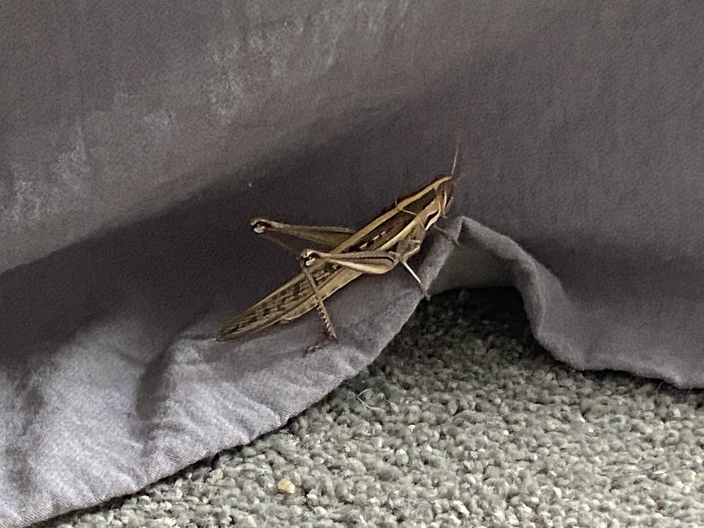 Spur-throated Locust from Malvern Rd, Glen Iris, VIC, AU on April 05 ...