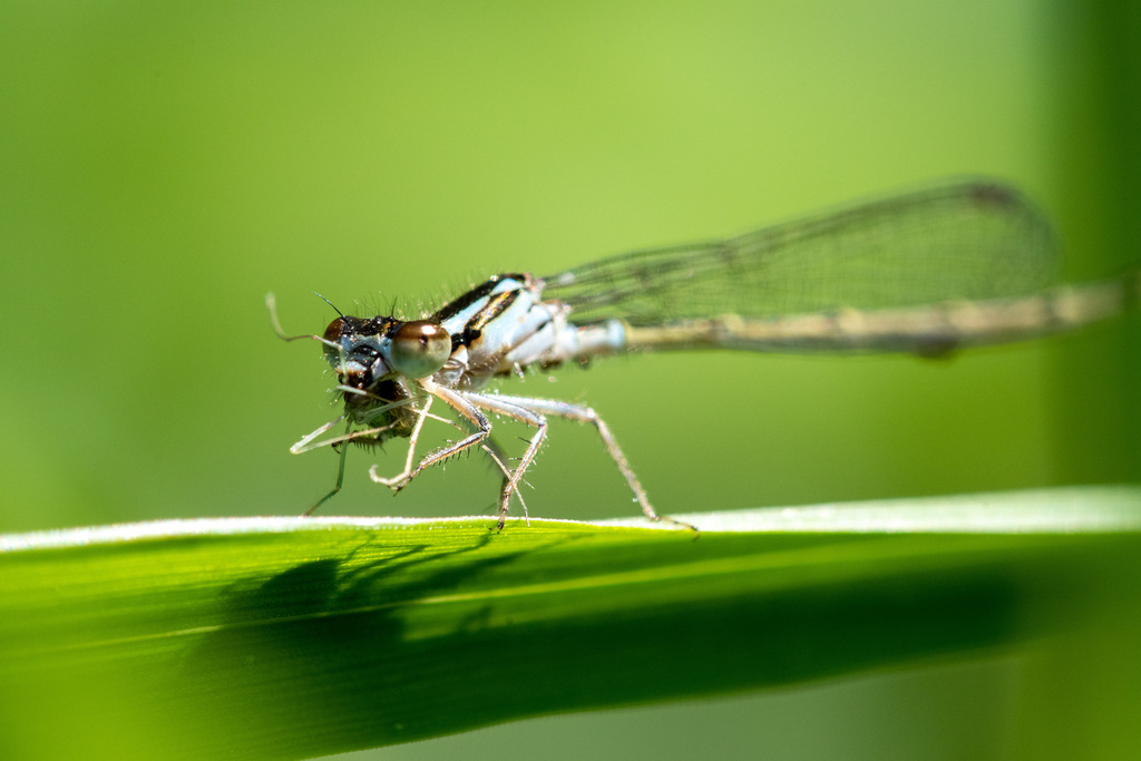 Fragile Forktail from Lewisville, TX, USA on April 17, 2023 at 03:08 PM ...