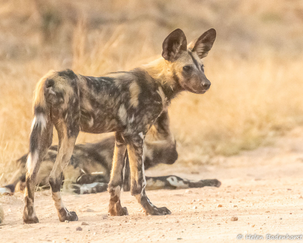 Cape Wild Dog from Ehlanzeni District Municipality, South Africa on ...
