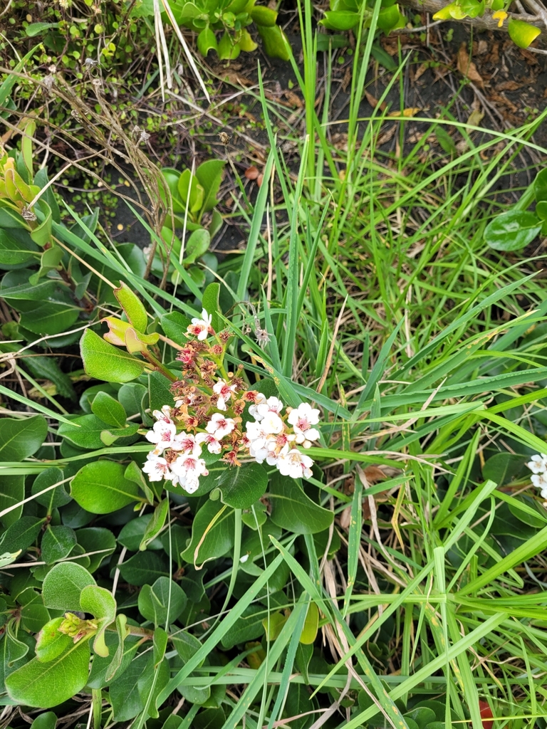 Sexton's Bride from Taranaki, New Zealand on April 18, 2023 at 04:22 PM ...