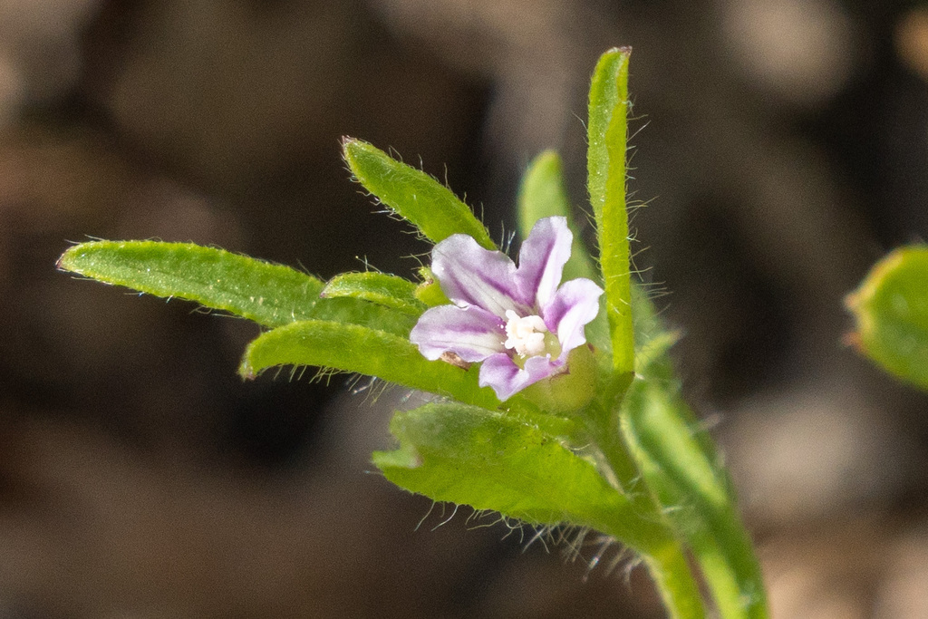 small-flowered morning-glory in April 2023 by Eric Koberle. Grassy ...