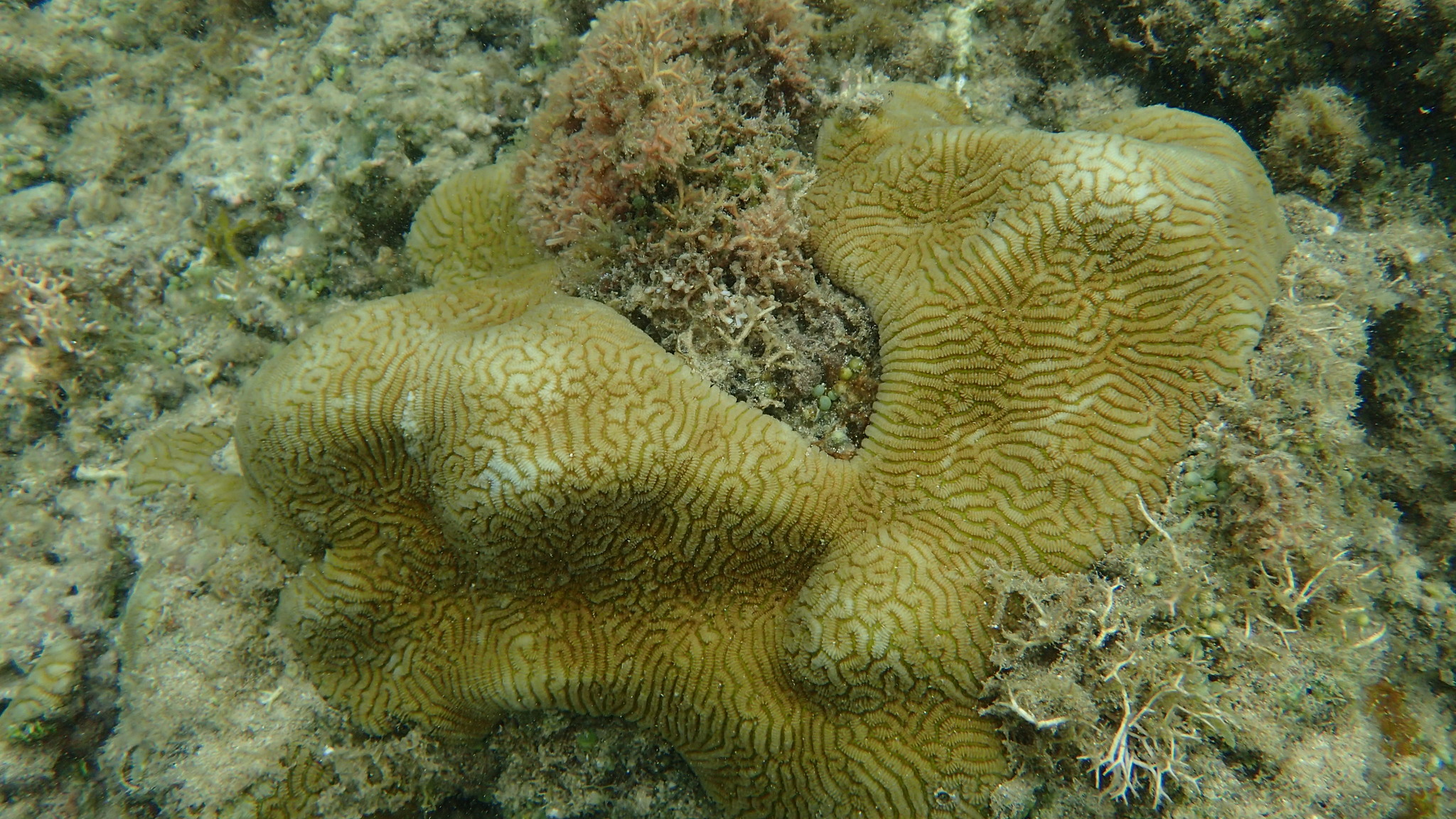 Leptoria phrygia (Ellis & Solander, 1786)