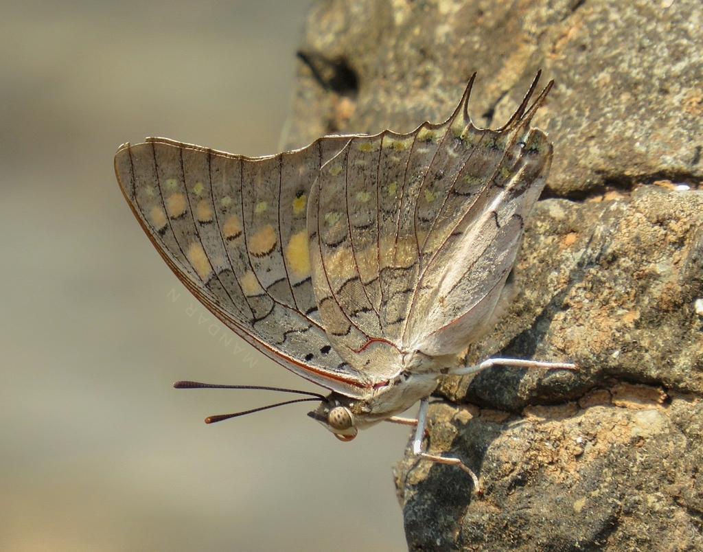 Black Rajah from Sinhagad Valley on April 15, 2023 at 10:55 AM by ...