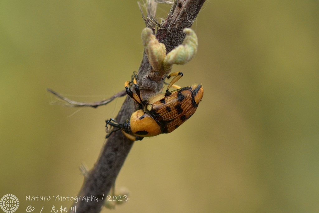 Otidognathus davidis from 中国江苏省南京市江宁区 on April 16, 2023 at 12:24 PM by ...