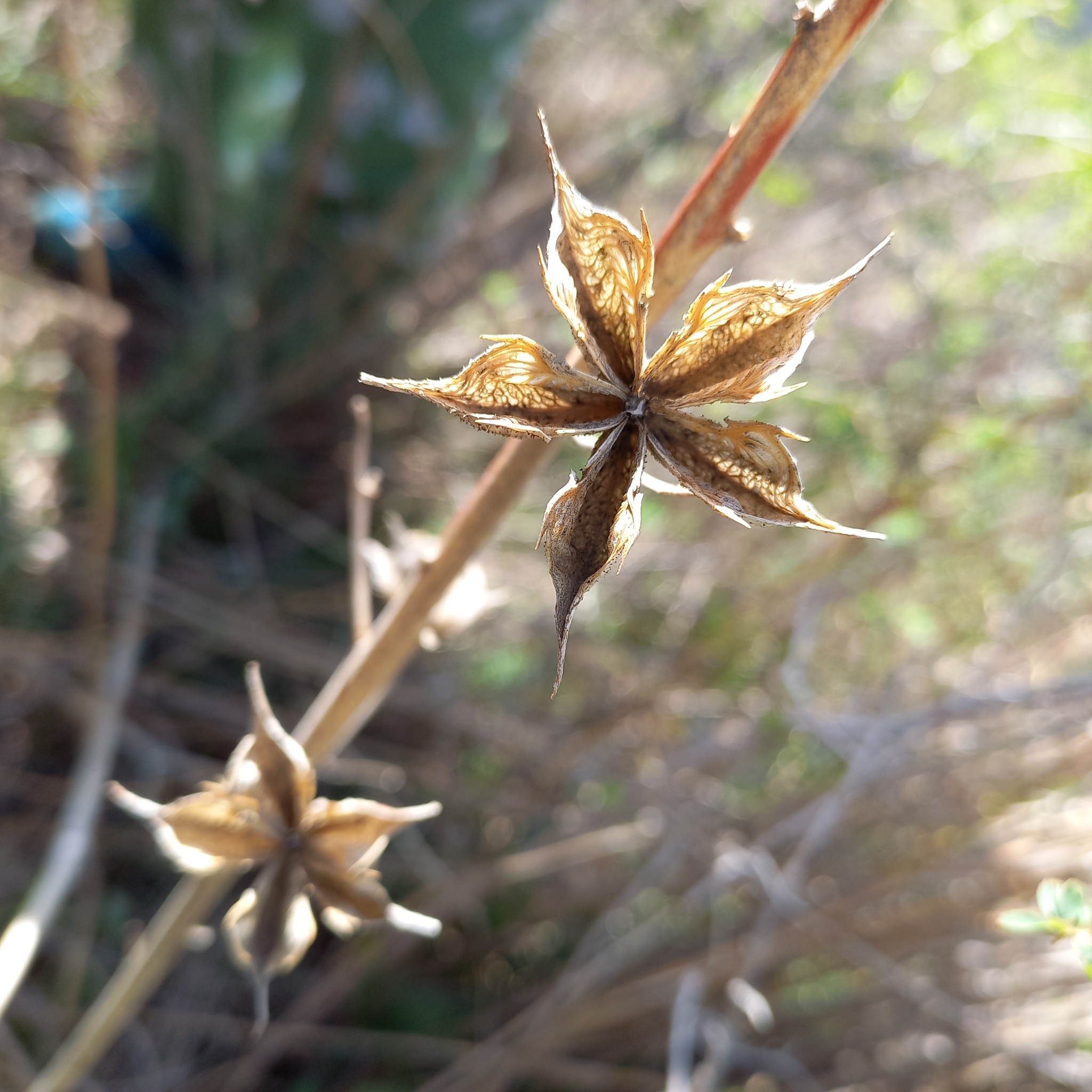 Dictamnus angustifolius G.Don ex Sweet