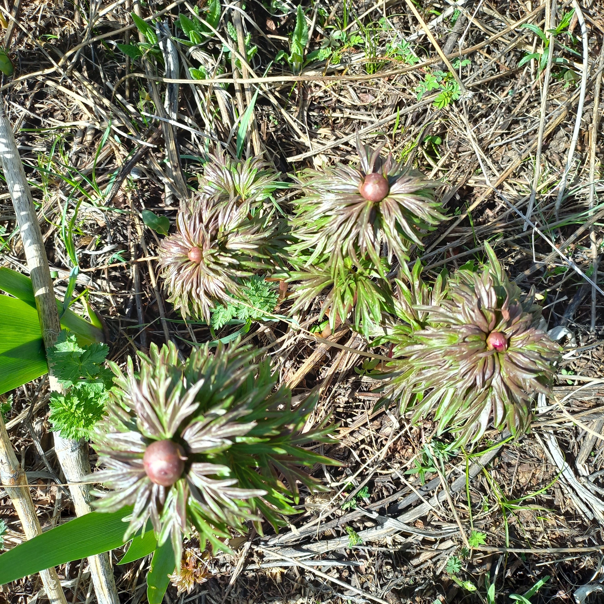 Paeonia intermedia C.A.Mey. ex Ledeb.