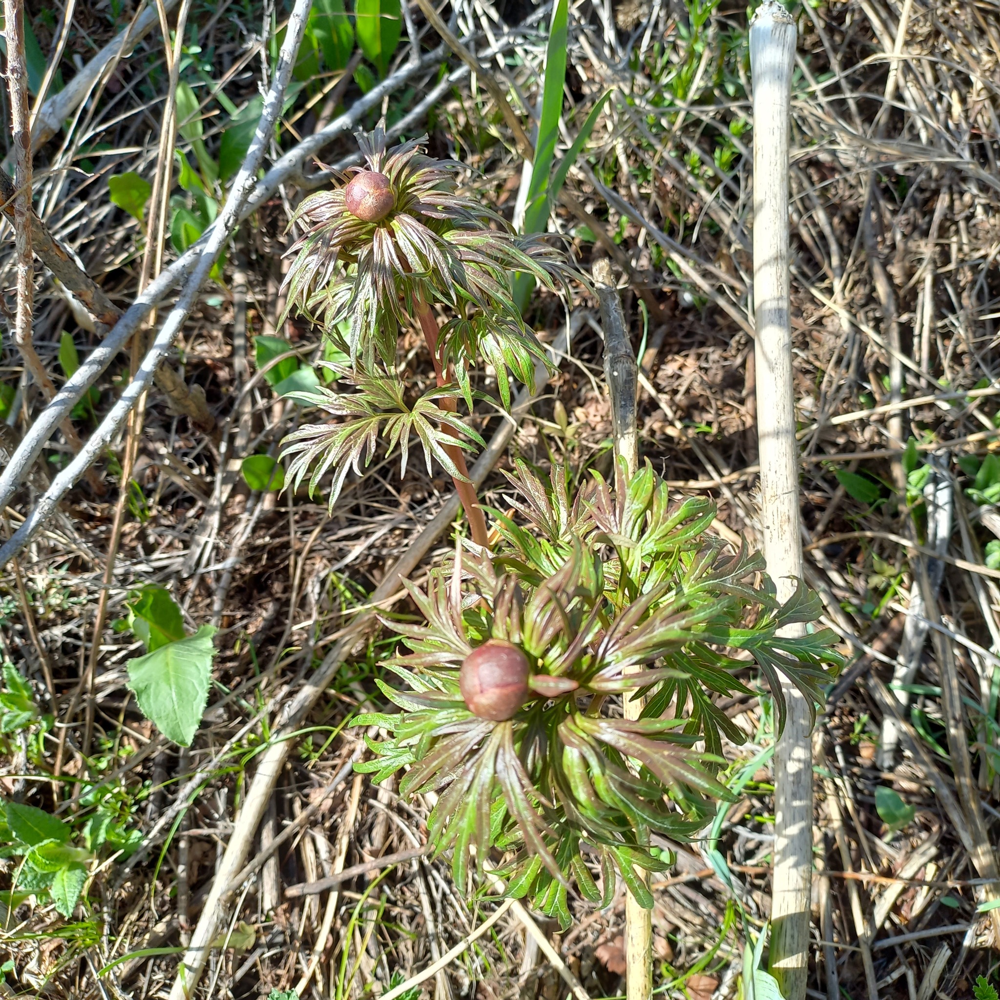 Paeonia intermedia C.A.Mey. ex Ledeb.