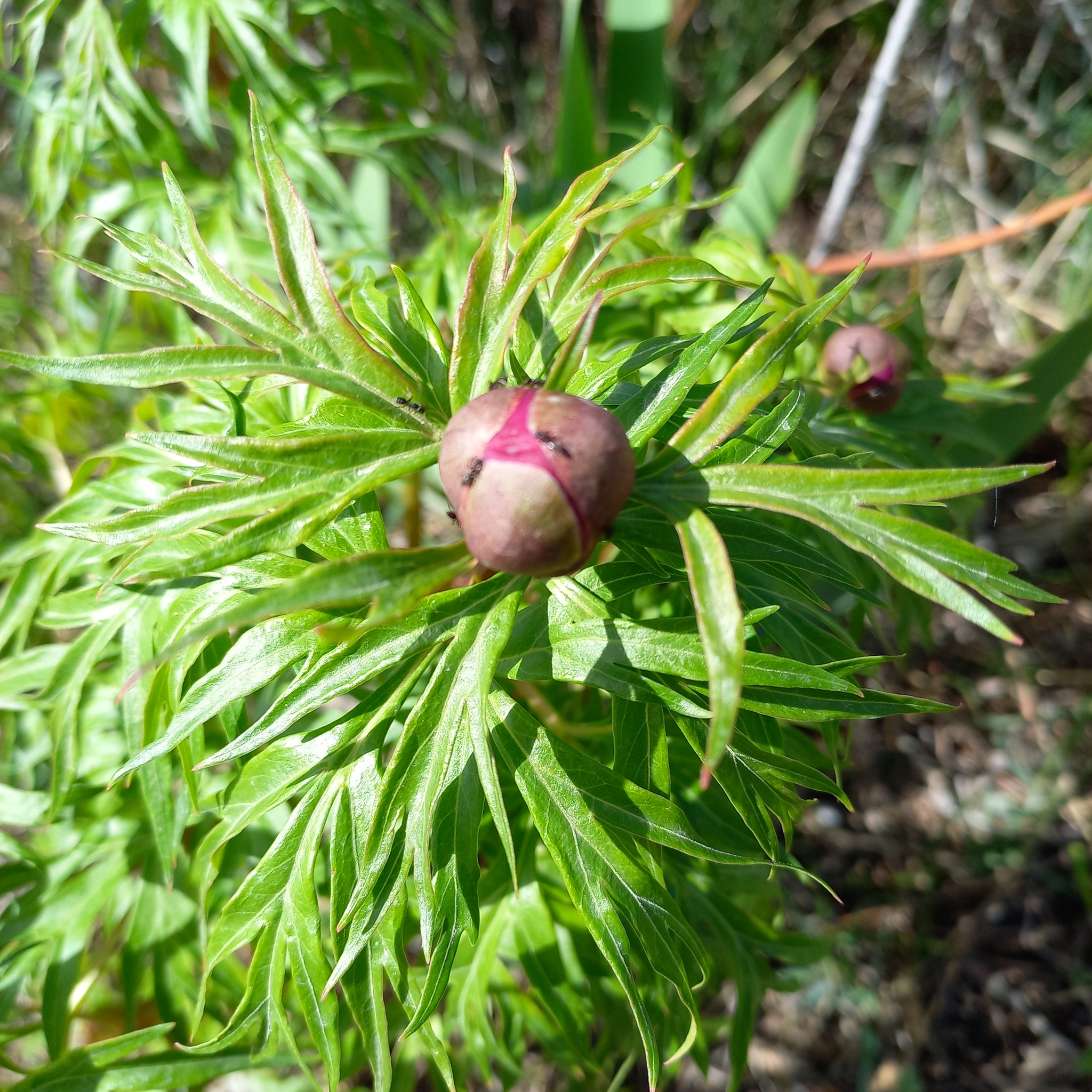 Paeonia intermedia C.A.Mey. ex Ledeb.