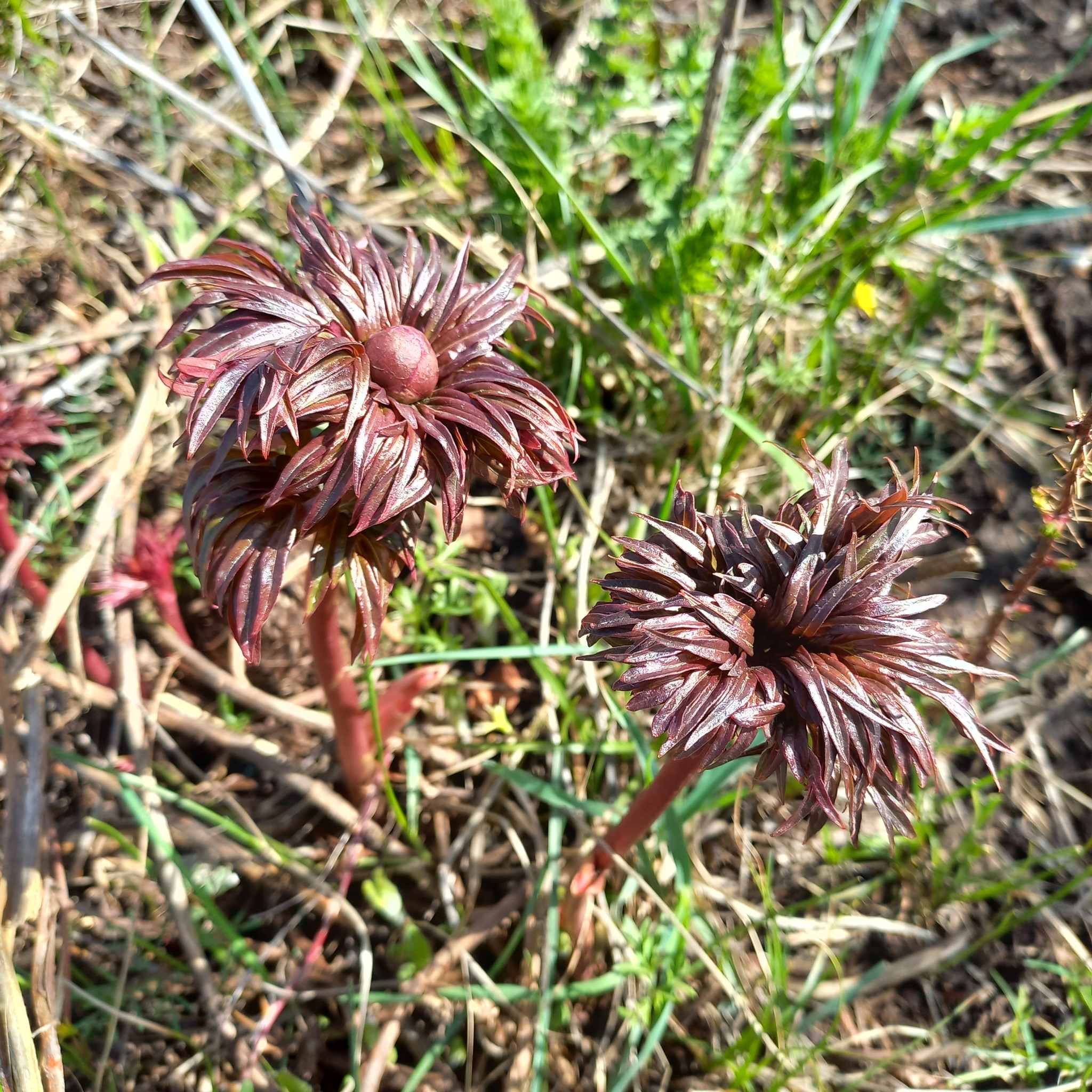 Paeonia intermedia C.A.Mey. ex Ledeb.