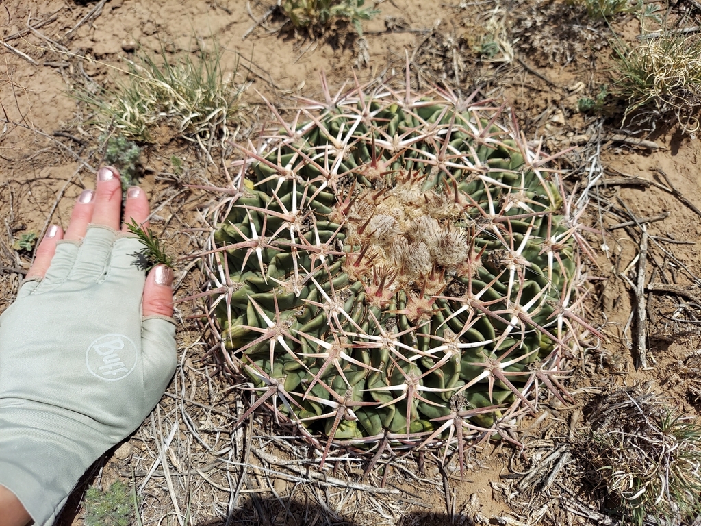 Horse Crippler Cactus from Maljamar, NM 88264, USA on April 17, 2023 at ...