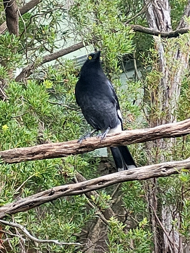 Pied Currawong from Blairgowrie VIC 3942, Australia on April 18, 2023 ...