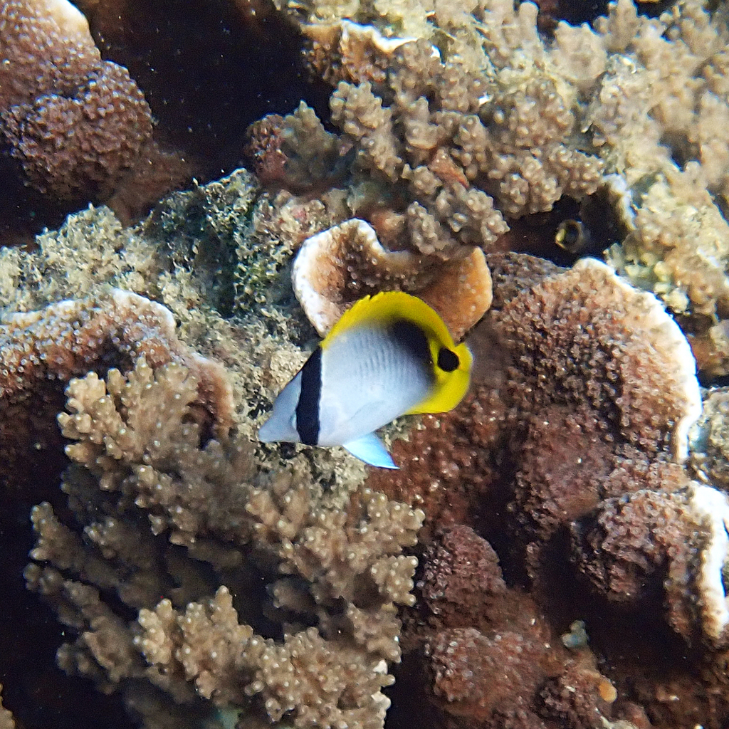 Lined Butterflyfish from Emily Bay, Kingston 2899, Norfolk Island on ...