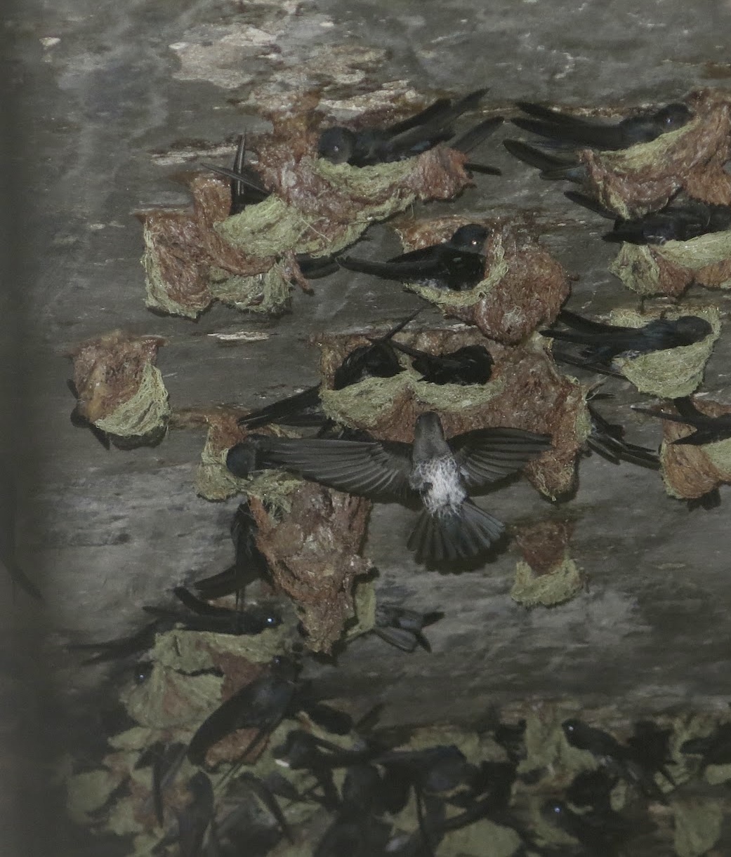 Collocalia affinis Beavan, 1867