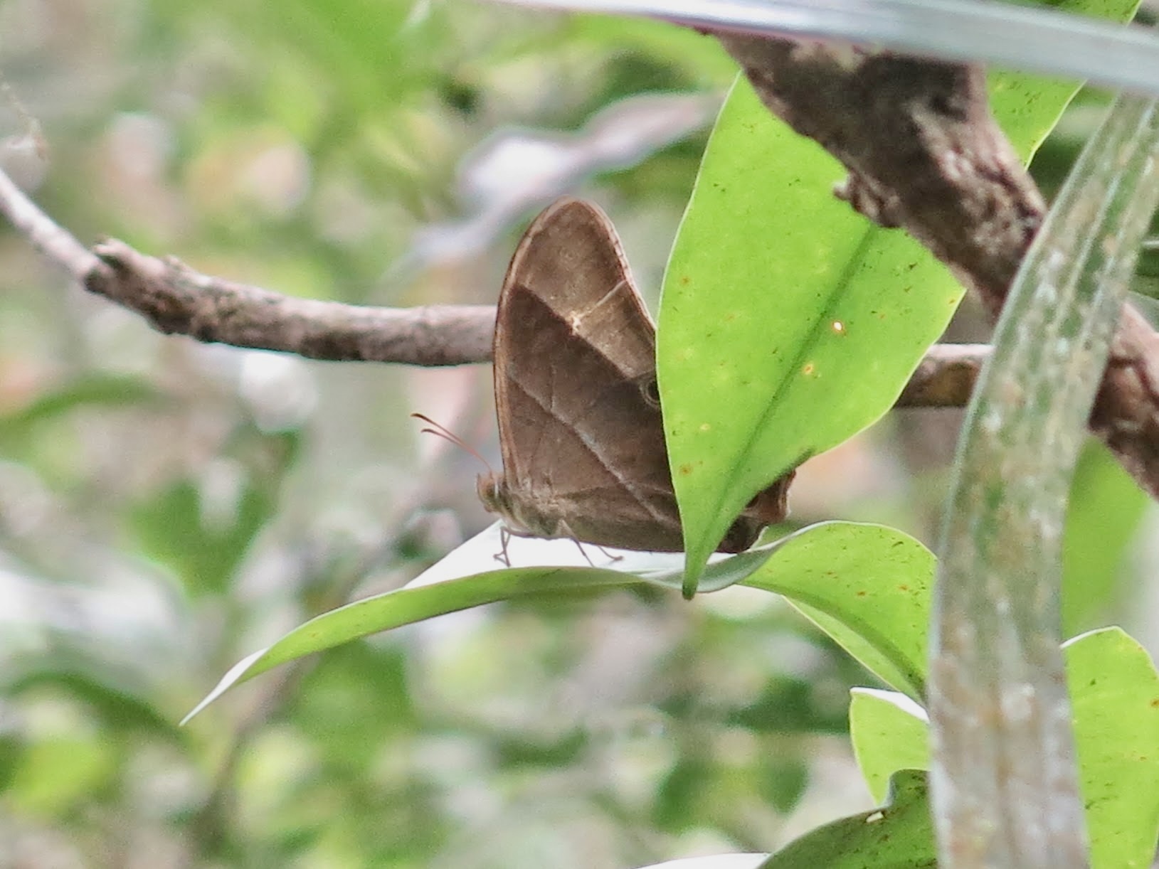 Lethe vindhya (Felder, 1859)