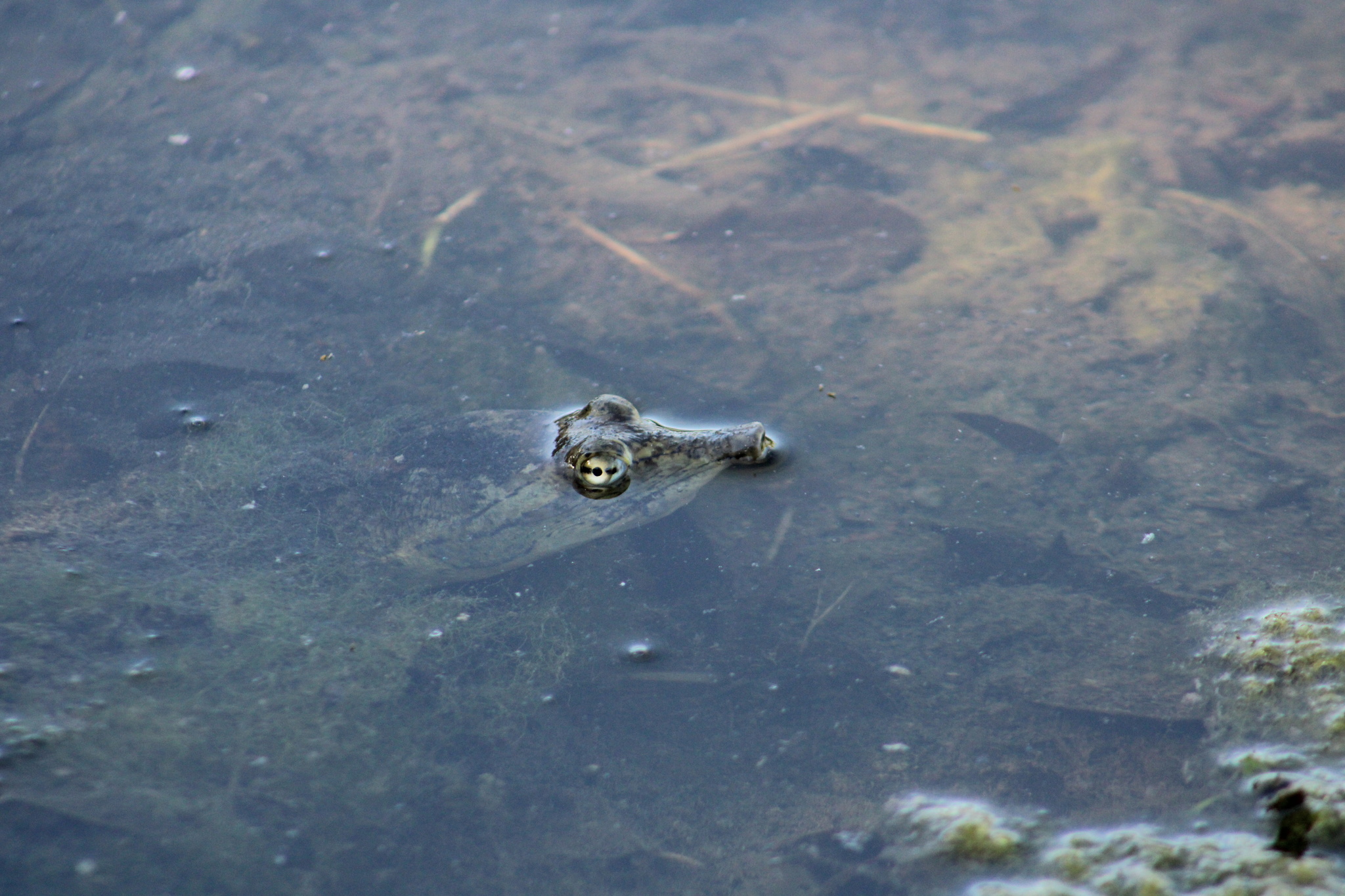 Apalone spinifera guadalupensis (Webb, 1962)