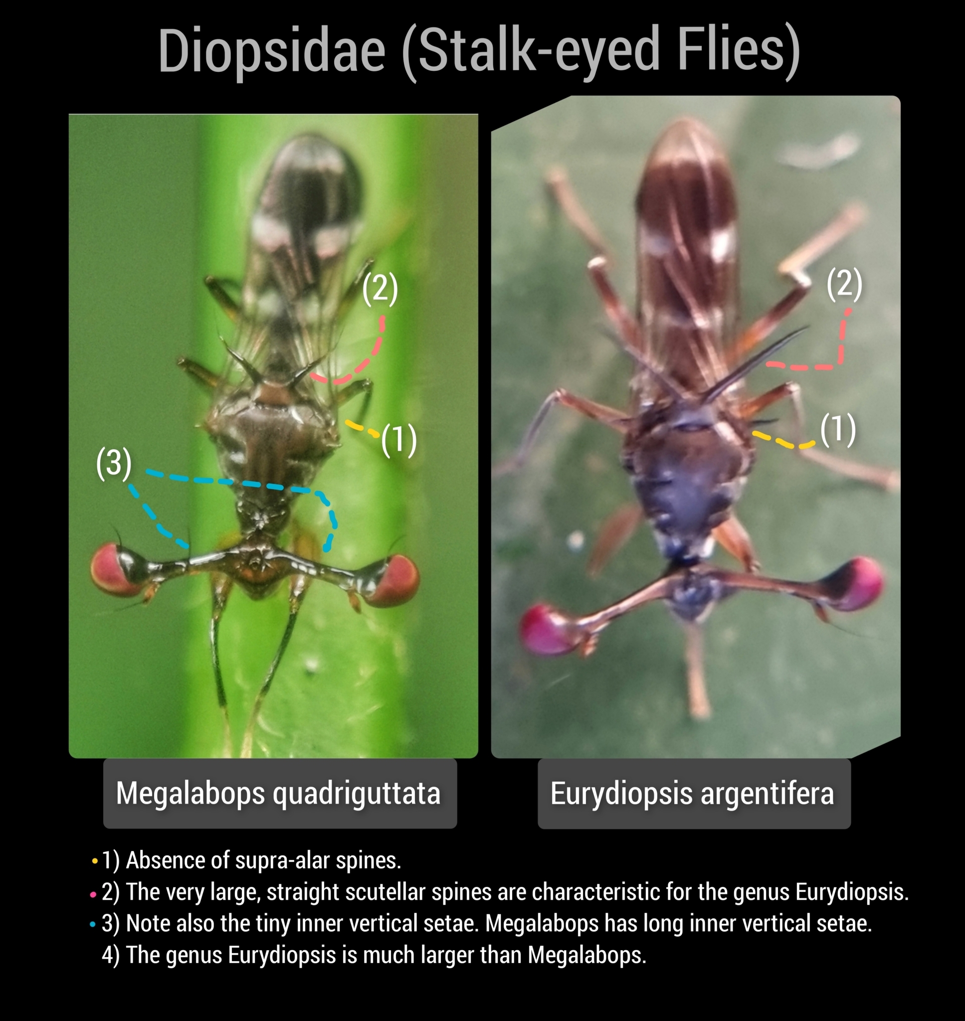 Diopsidae