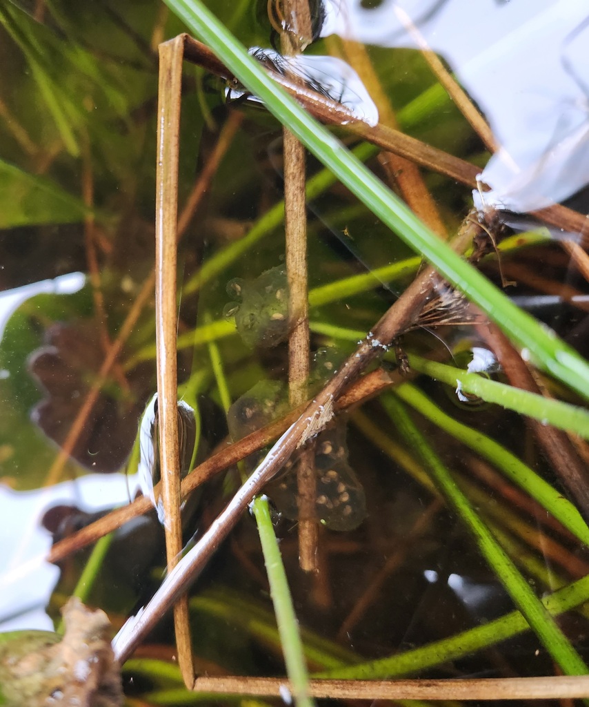 Northern Pacific Tree Frog from Redmond Watershed, Redmond, WA, USA on ...