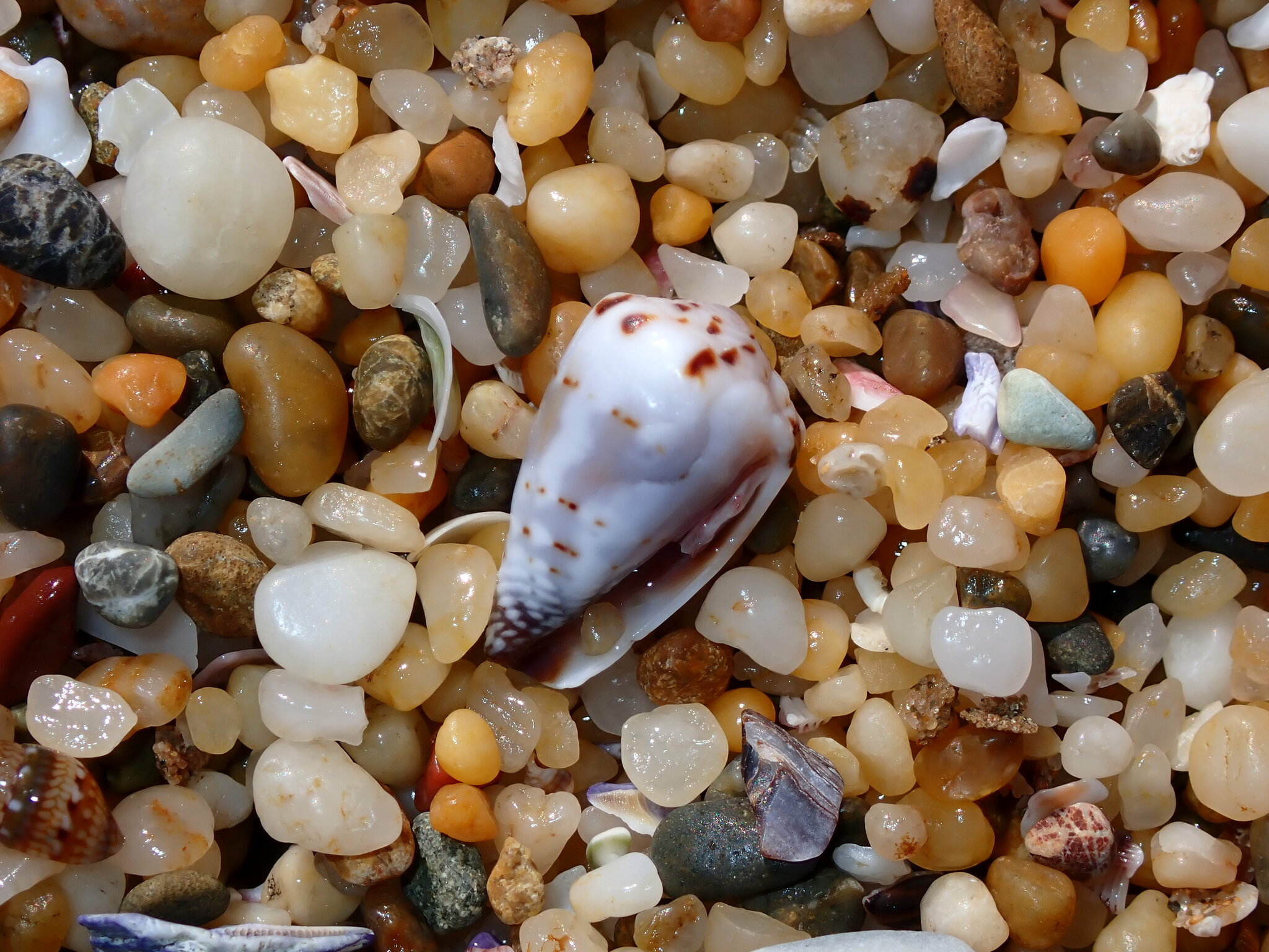 Conus musicus Hwass, 1792