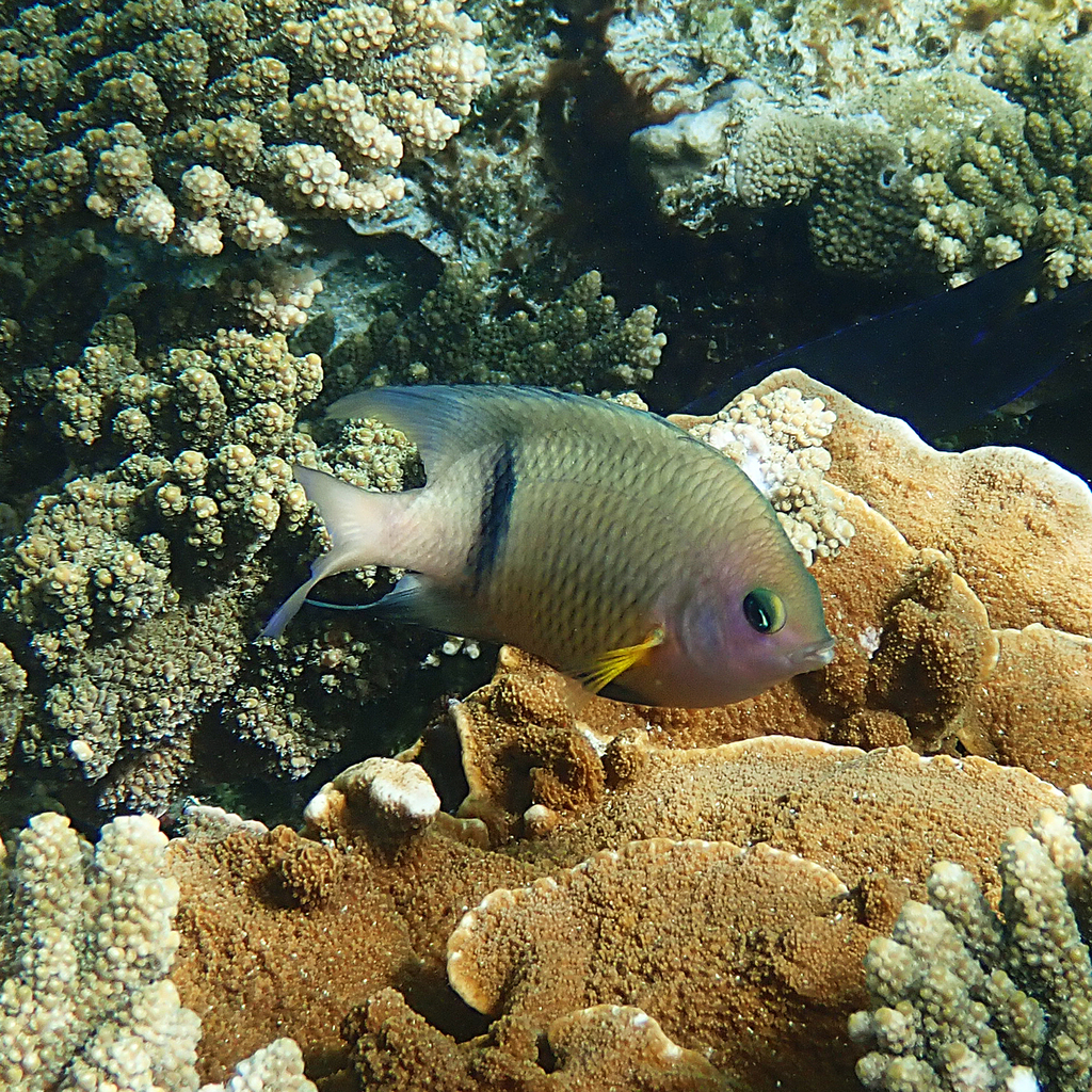 Blackbar Damselfish from Slaughter Bay, Kingston 2899, Norfolk Island ...