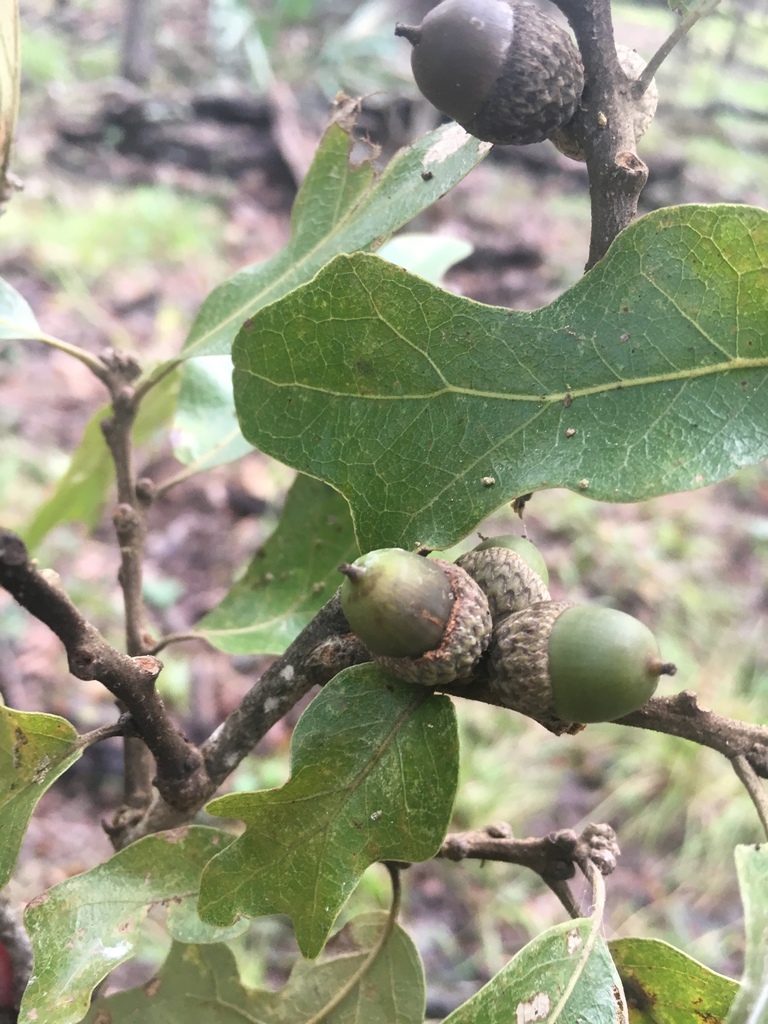 Bottomland Post Oak (Quercus similis) - Botanical Realm
