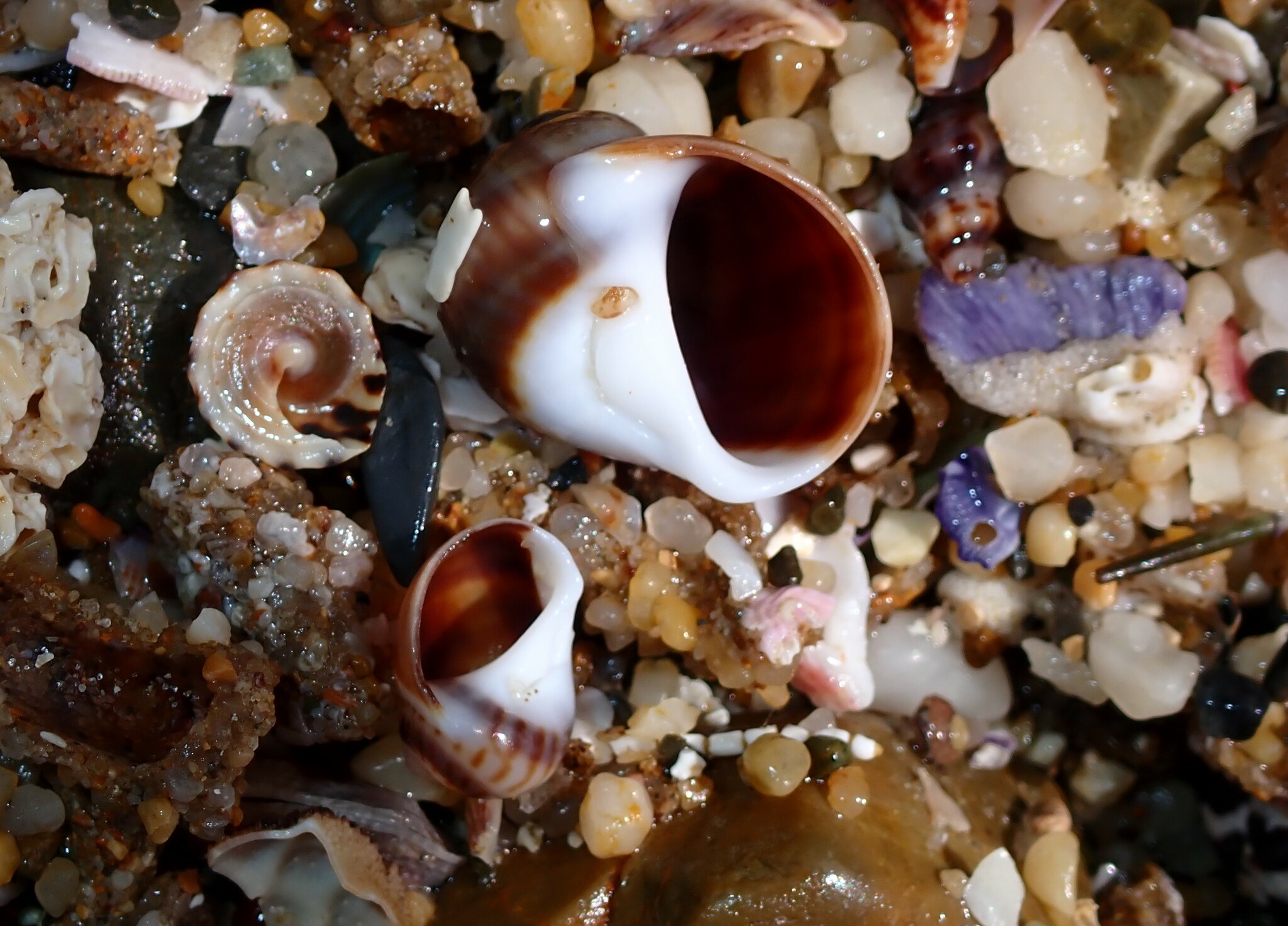 Notocochlis Powell, 1933