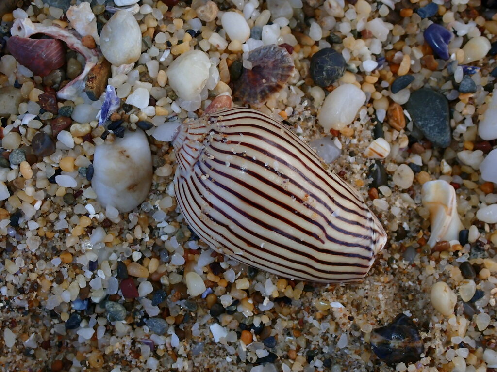 Zebra Volute from Barcoongere NSW 2460, Australia on April 18, 2023 at ...