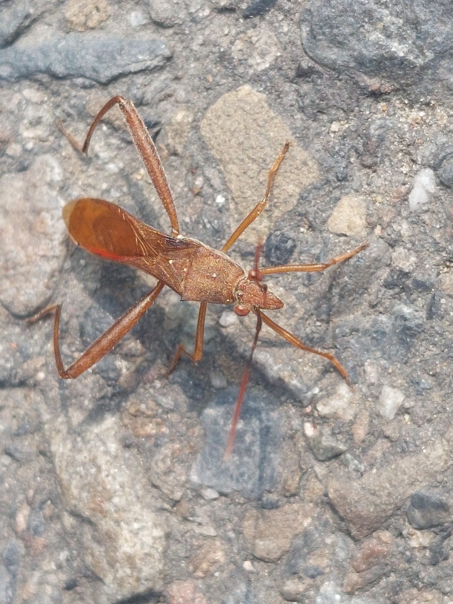 Riptortus linearis (Fabricius, 1775)