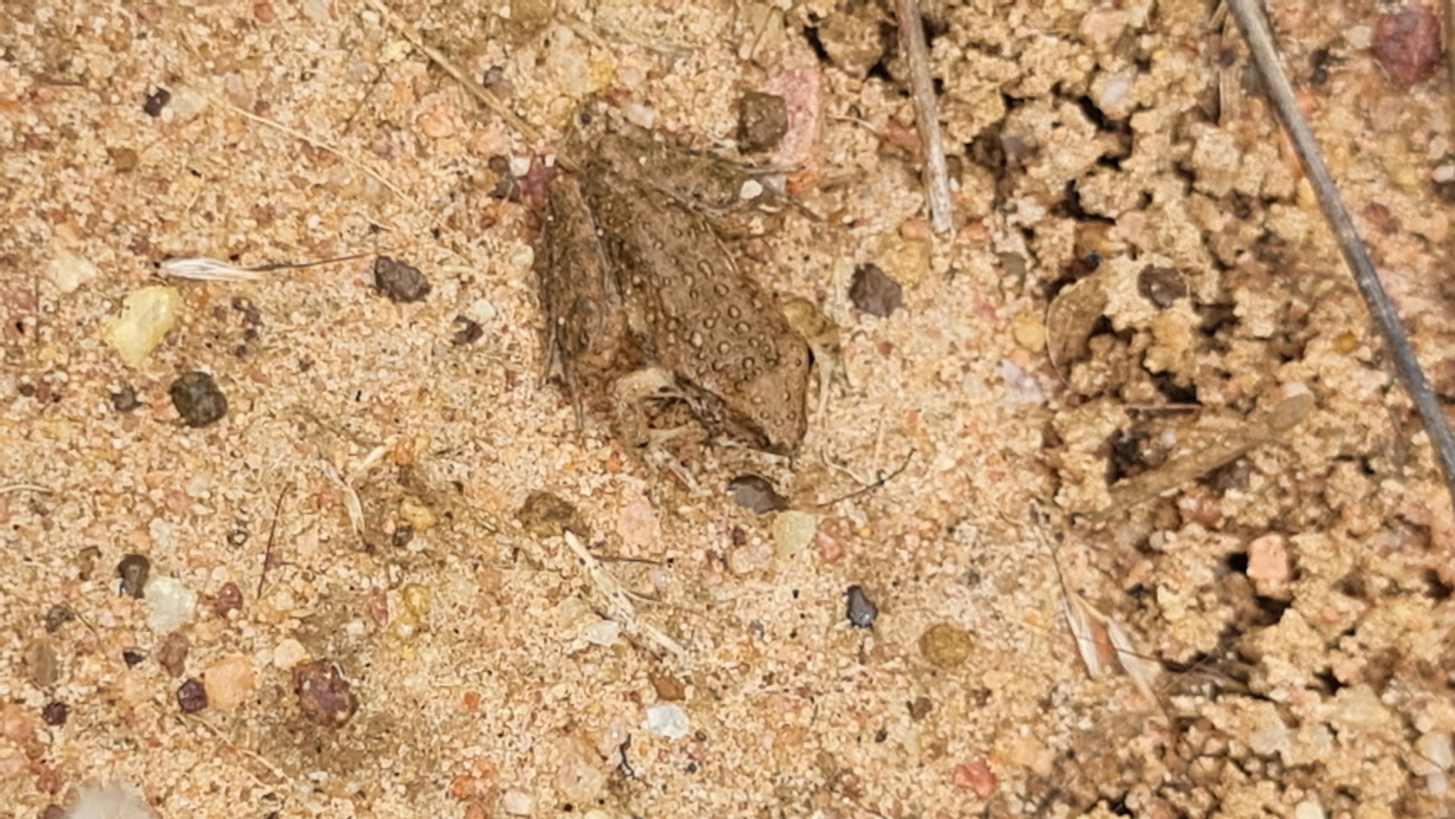 Litoria inermis (Peters, 1867)