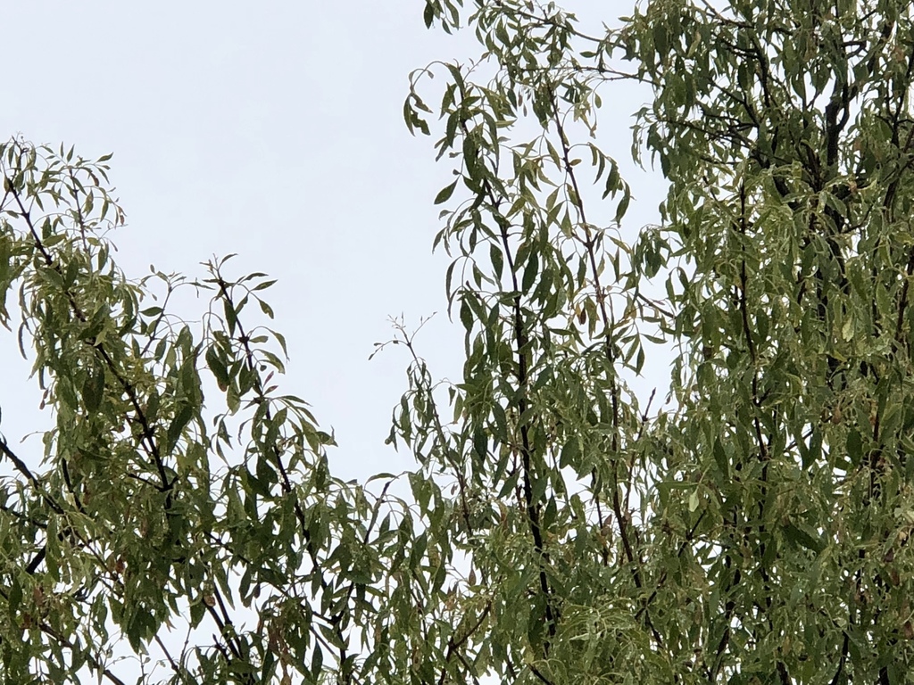 Fragrant Ash from Lincoln National Forest, La Luz, NM, US on October 18 ...