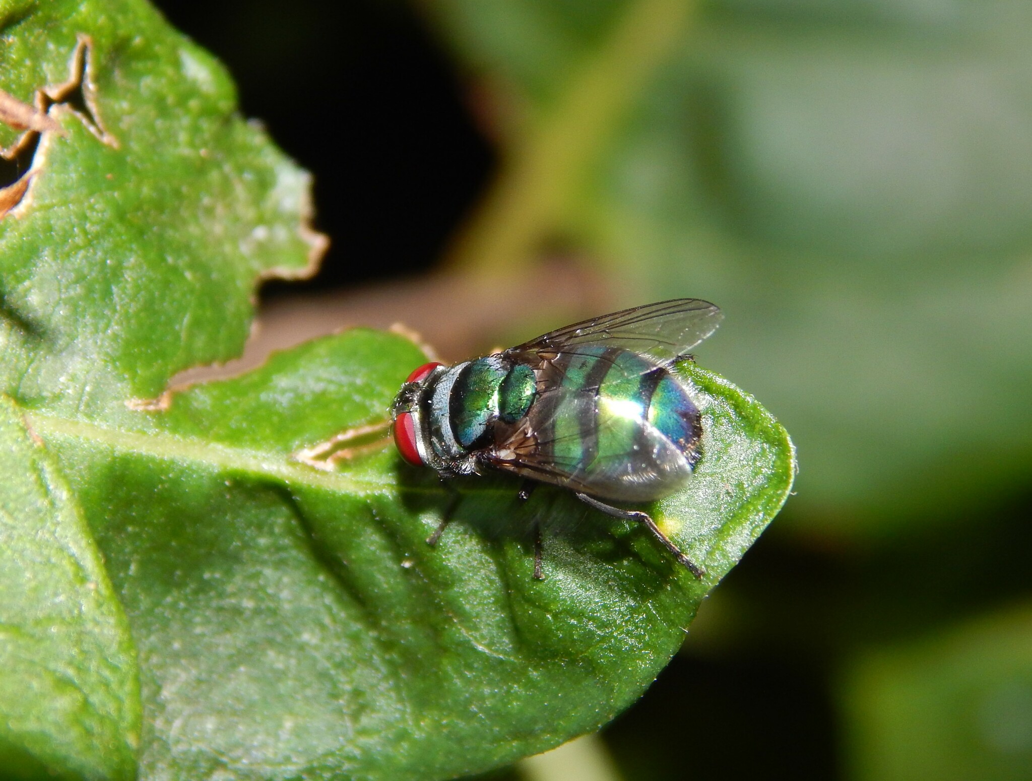 Chrysomya putoria (Wiedemann, 1830)