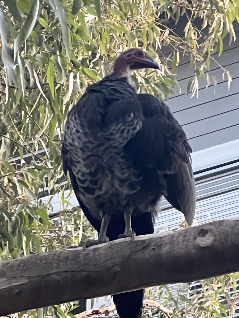 Australian Brushturkey in April 2023 by ainead · iNaturalist