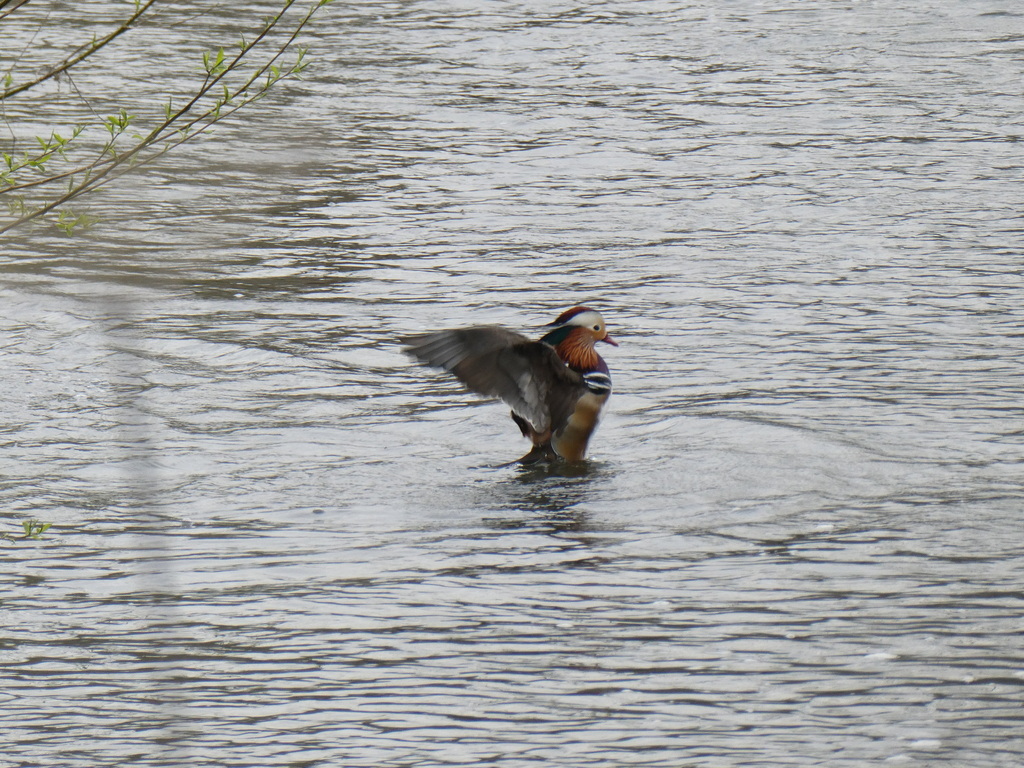Mandarin Duck from Durham, UK on April 16, 2023 at 12:37 PM by Alison ...