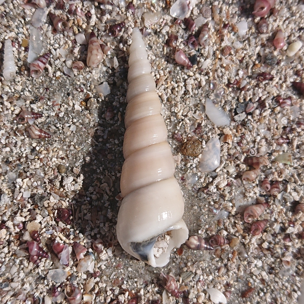 Turritella from Taperoo SA 5017, Australia on April 16, 2023 at 11:37 ...